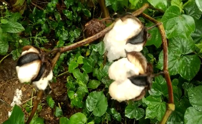 ఏపీలో తుఫాను బీభత్సం.. మైలవరంలో పెద్దఎత్తున దెబ్బతిన్న పత్తి, వరి పంట