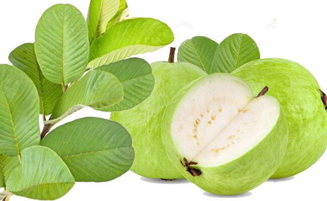 Guava Fruit and leaves: జామ పండుతో పాటు ఆకులూ.. ఆరోగ్య ప్రయోజనాలు..