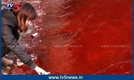 JAPAN: ముదురు ఎరుపు రంగులోకి మారిన నది | JAPAN: A river turned dark red