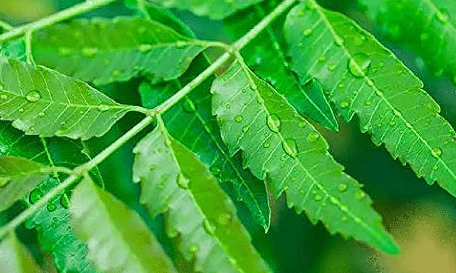 ఖాళీ కడుపుతో నాలుగు లేత వేప ఆకులు.. బ్లడ్ షుగర్ కంట్రోల్