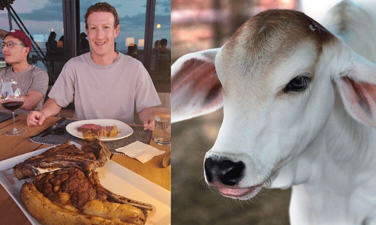 మాంచి గొడ్డు మాంసం కావాలంటే ఆవులకు డ్రైఫ్రూట్స్ తినిపించాలి: మార్క్ ...