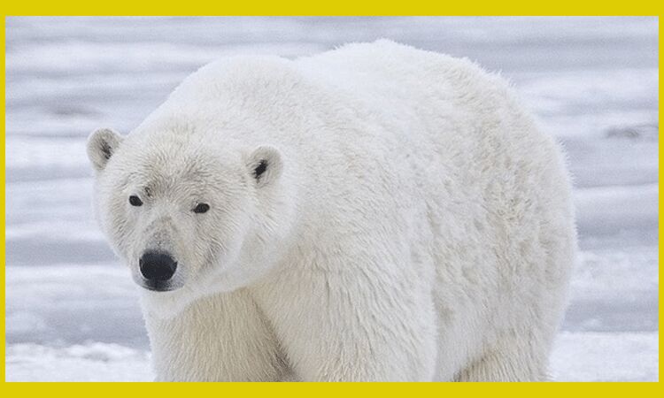 మహిళ ఇంటి వెలుపల అరుదైన ధ్రువ ఎలుగుబంటి.. కాల్చి చంపిన పోలీసులు